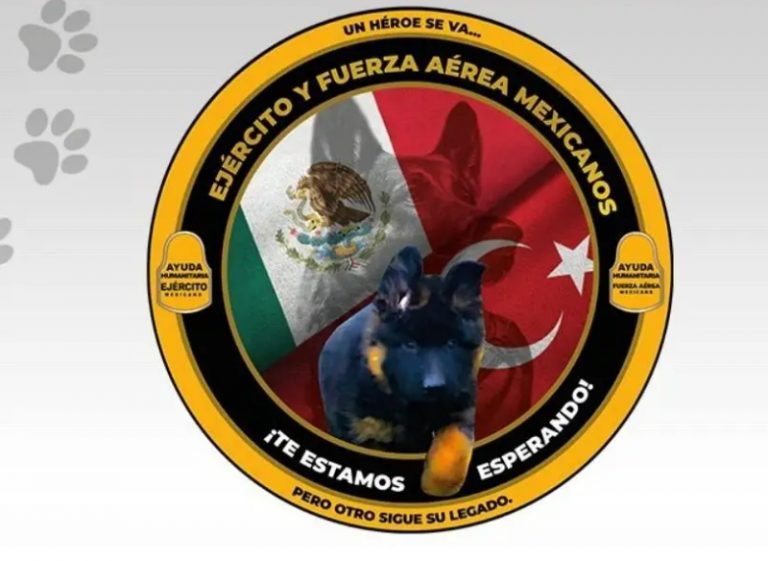 El Gobierno de Turquía regala perro rescatista a México - Beat Digital El Gobierno de Turquía regala perro rescatista a México - Beat Digital